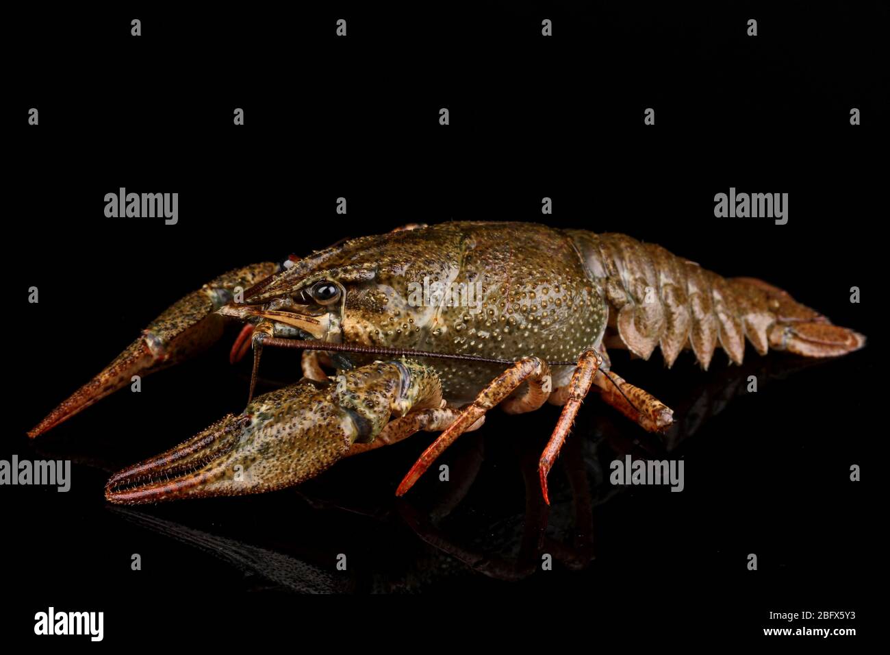 Alive crayfish isolated on black Stock Photo - Alamy