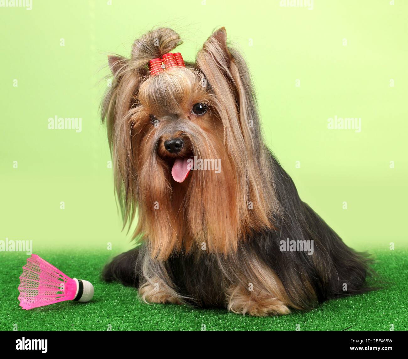 Beautiful yorkshire terrier with lightweight object used in badminton ...