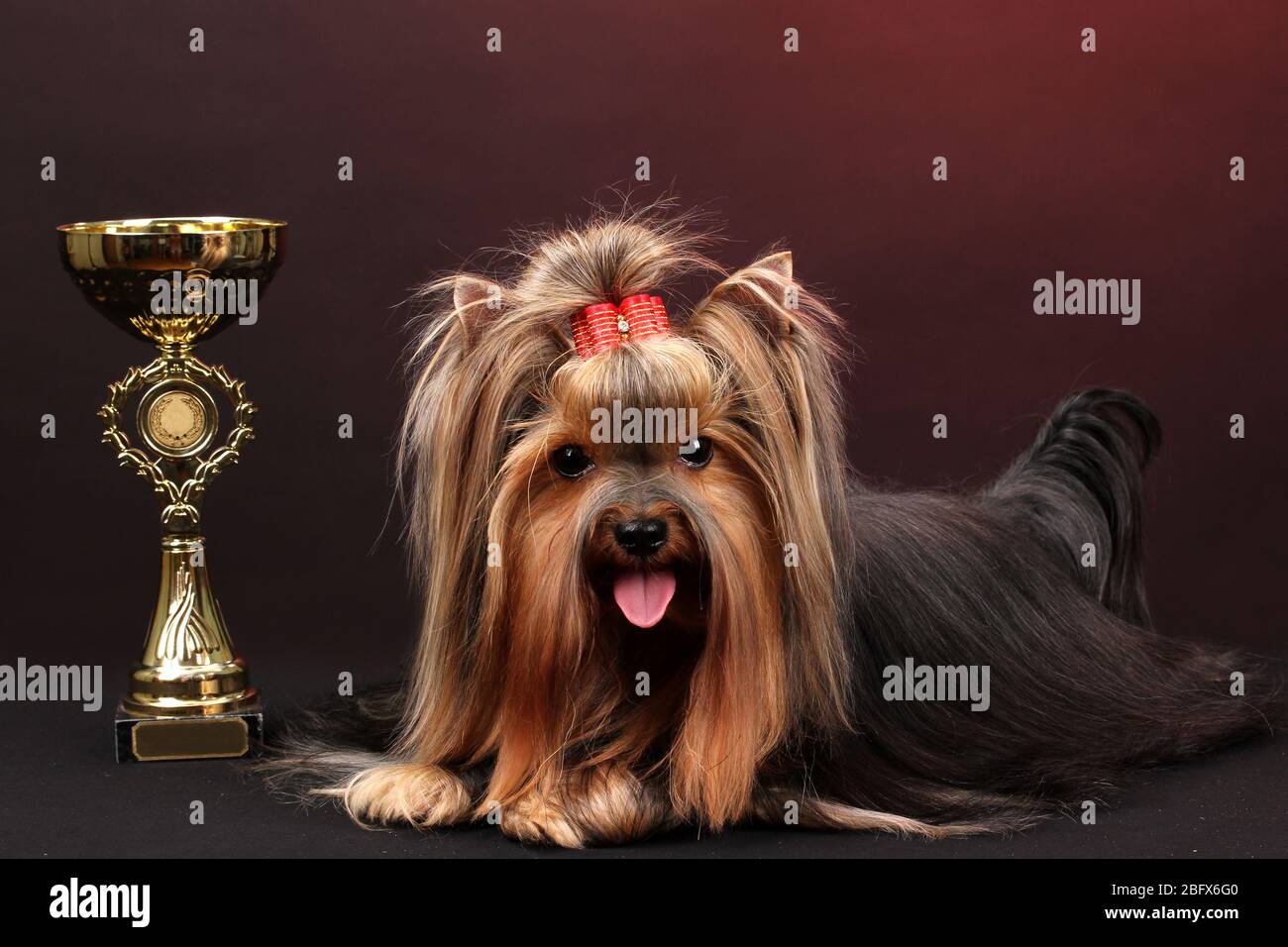 Beautiful yorkshire terrier surrounded by antiques on colorful ...