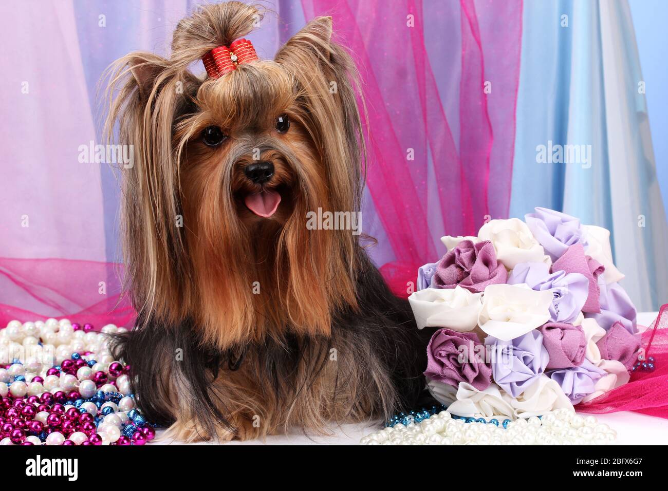 Beautiful yorkshire terrier on background fabric Stock Photo - Alamy