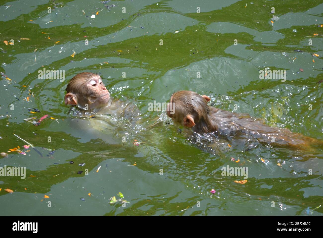 Swimming monkeys hi-res stock photography and images - Alamy