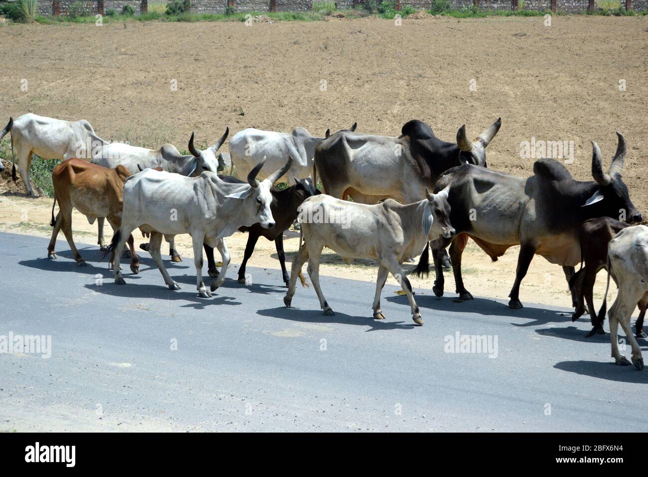 Cows in India Stock Photo - Alamy