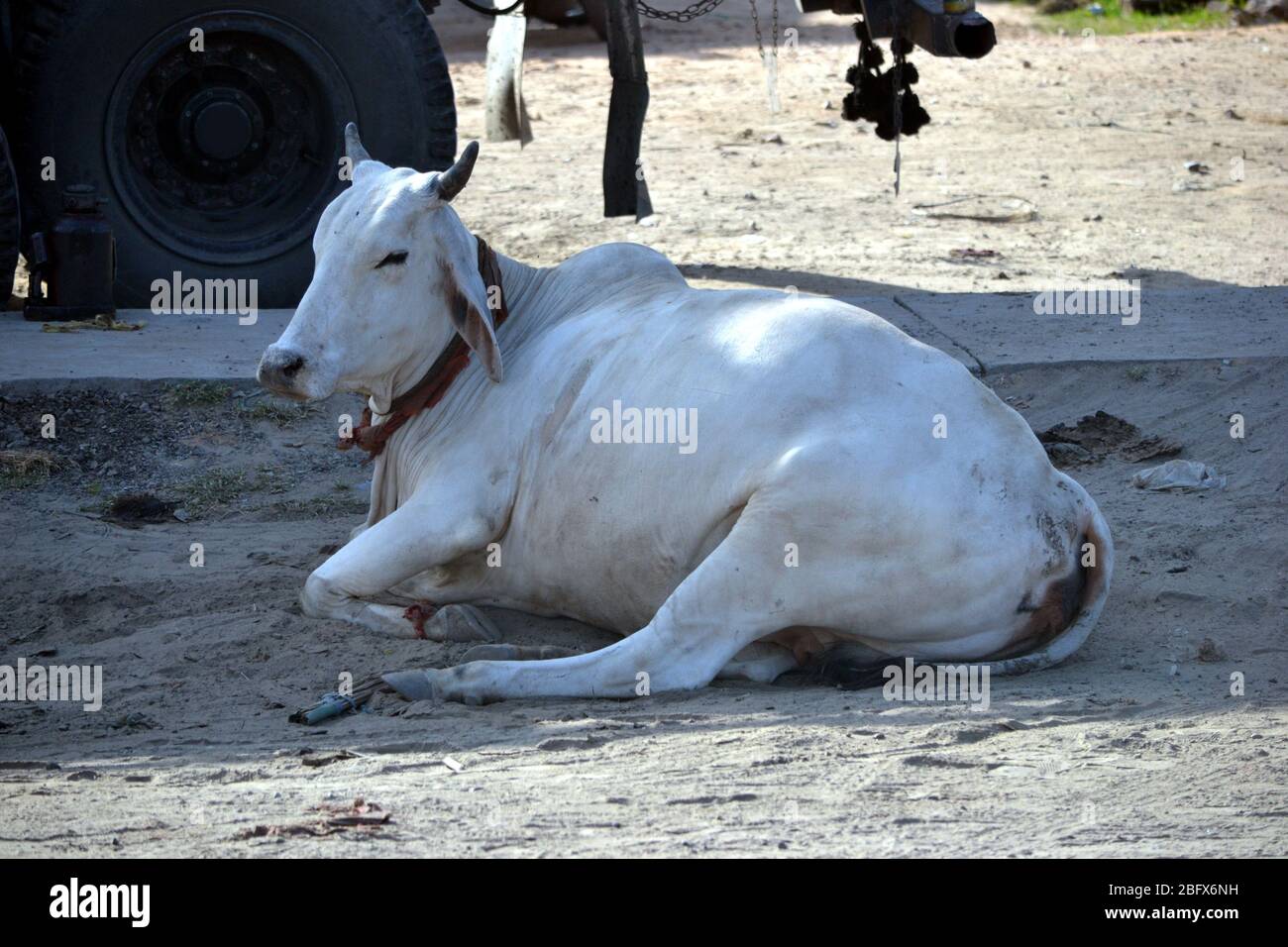 Cow in India Stock Photo - Alamy
