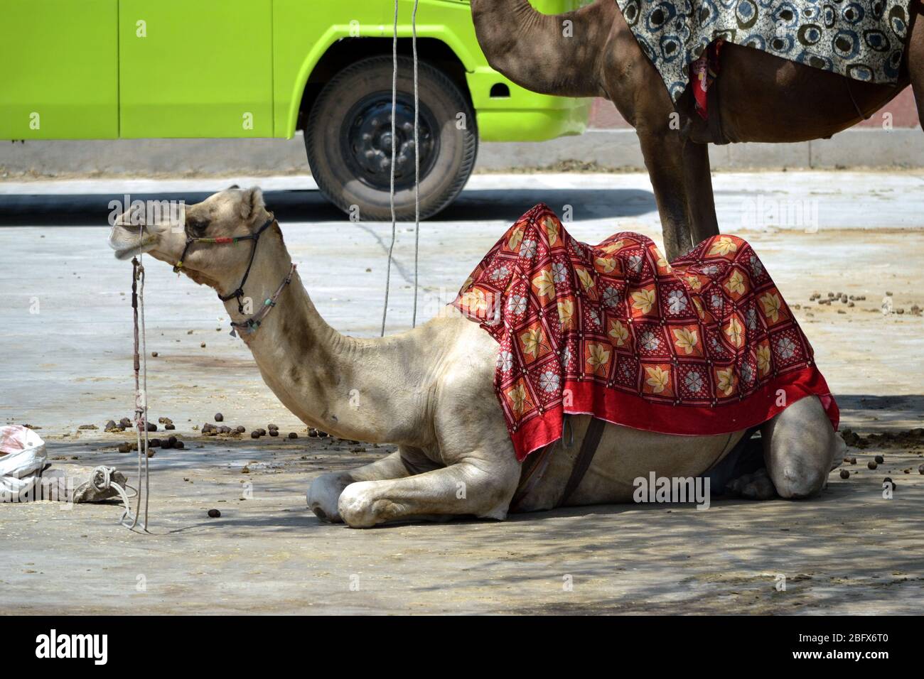 Camel resting side view hi-res stock photography and images - Alamy