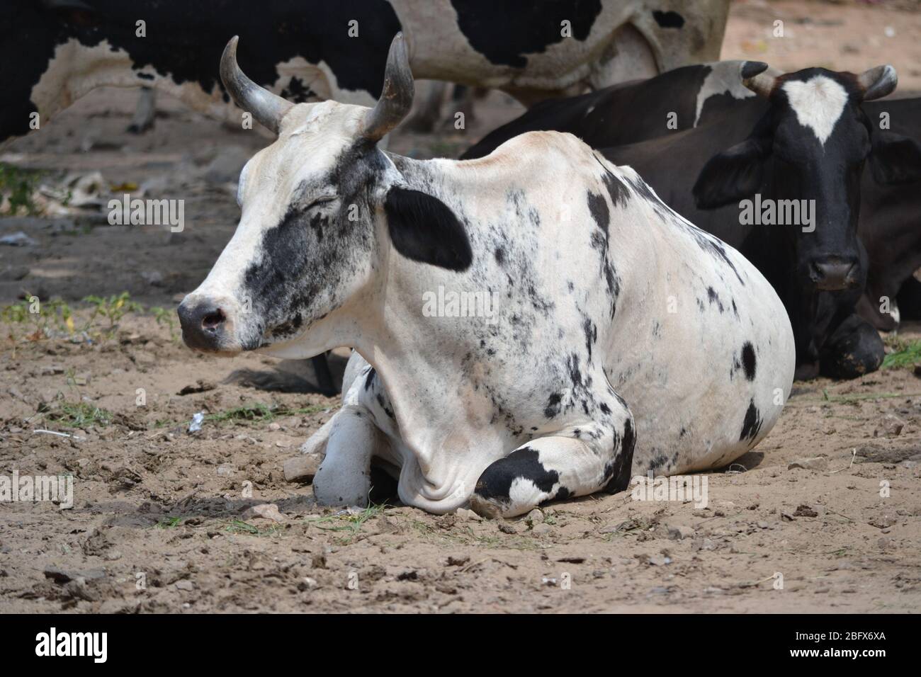 Cow in India Stock Photo - Alamy