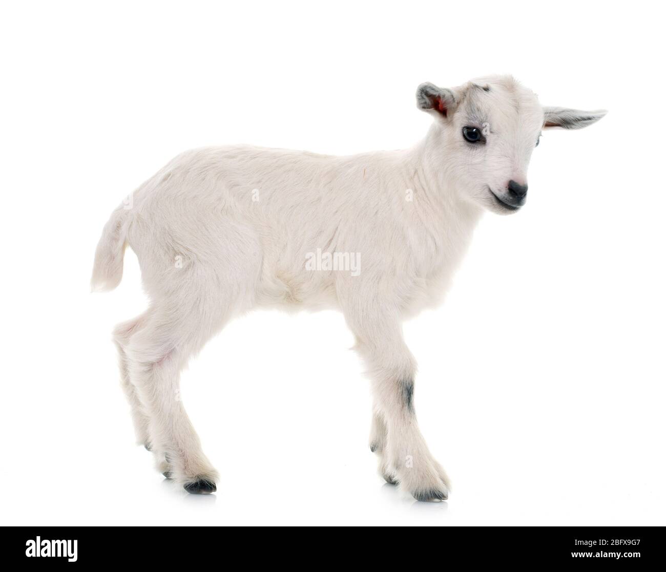 white young goat in front of white background Stock Photo - Alamy