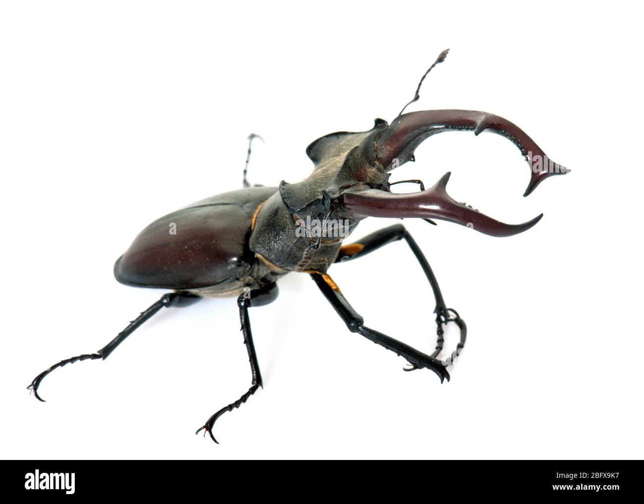 Lucanus cervus in front of white background Stock Photo - Alamy