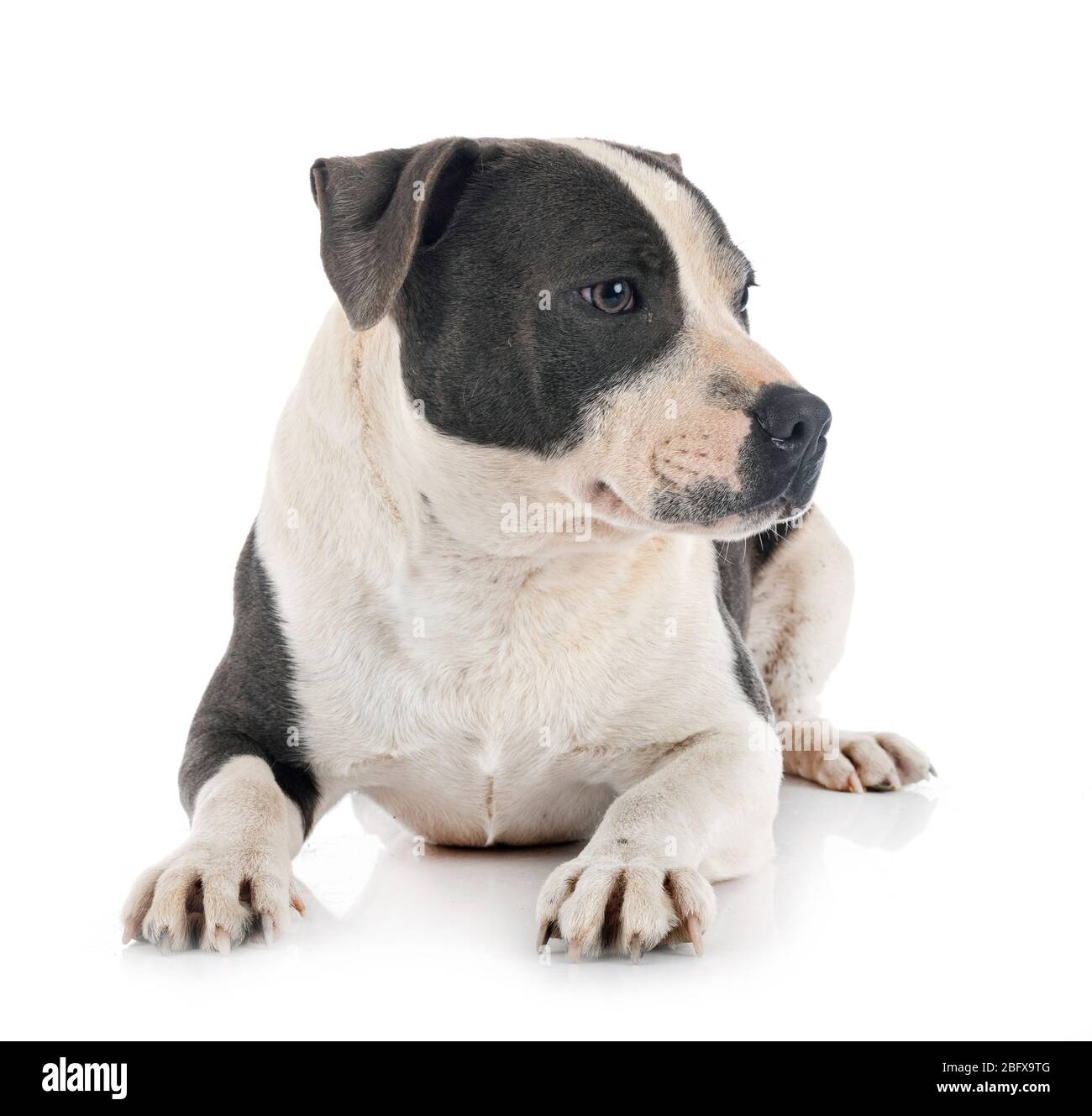 staffordshire bull terrier in front of white background Stock Photo - Alamy