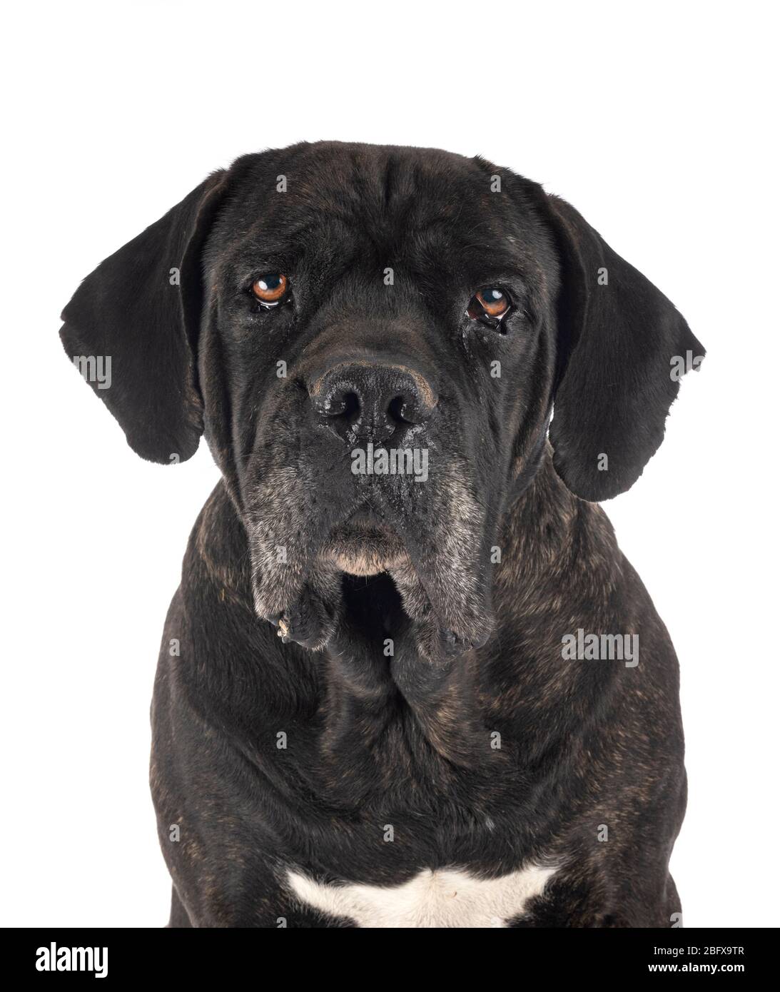 adult italian mastiff in front of white background Stock Photo - Alamy