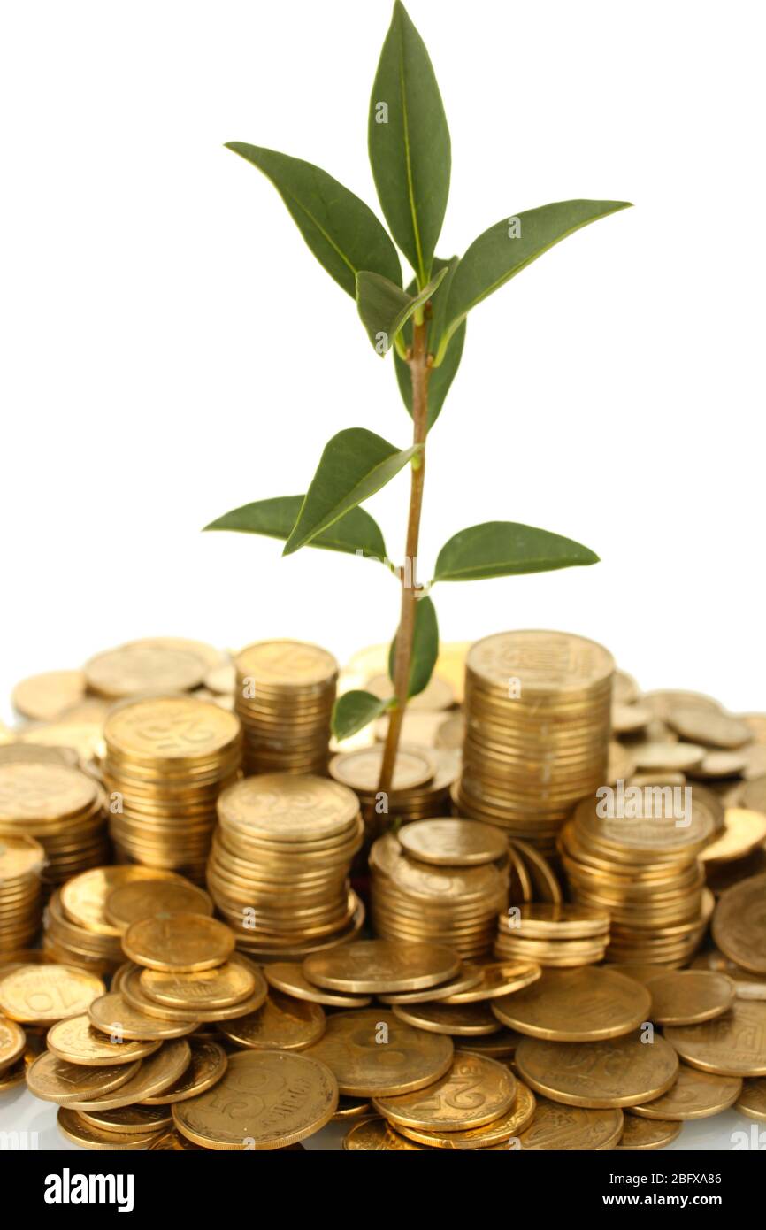 plant growing out of gold coins on white background close-up Stock ...