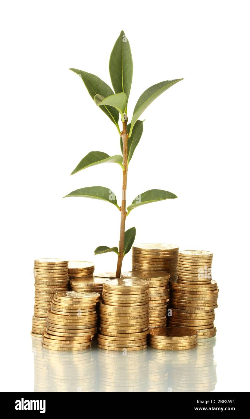 plant growing out of gold coins isolated on white Stock Photo - Alamy