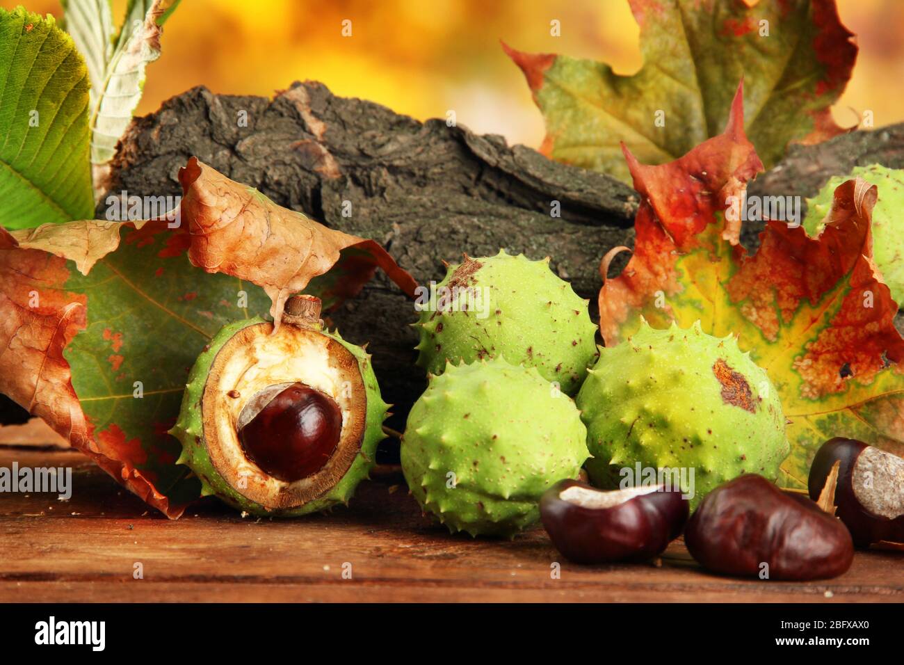 Chestnuts with autumn dried leaves and bark Stock Photo - Alamy
