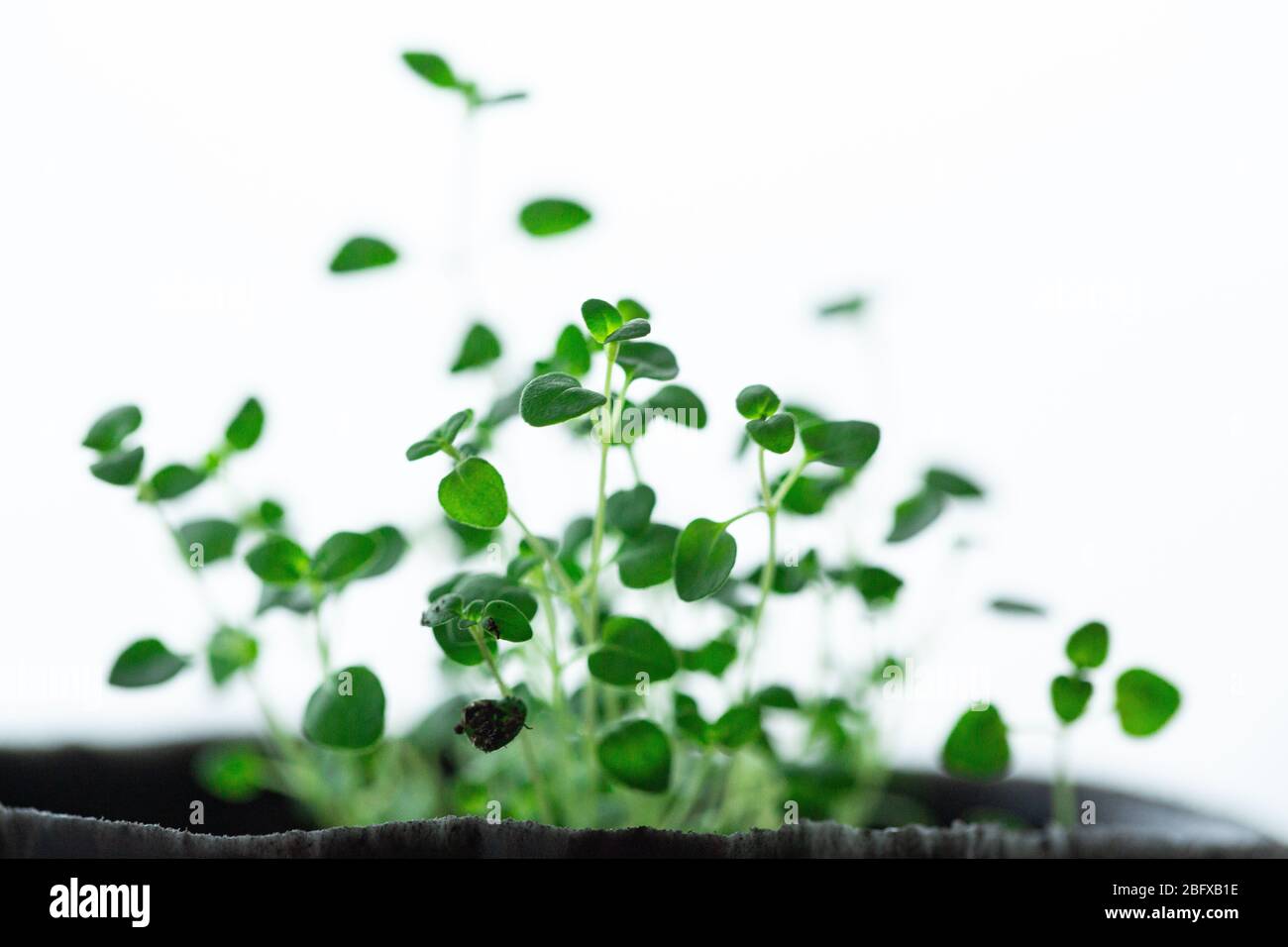 Green cumin hi-res stock photography and images - Alamy