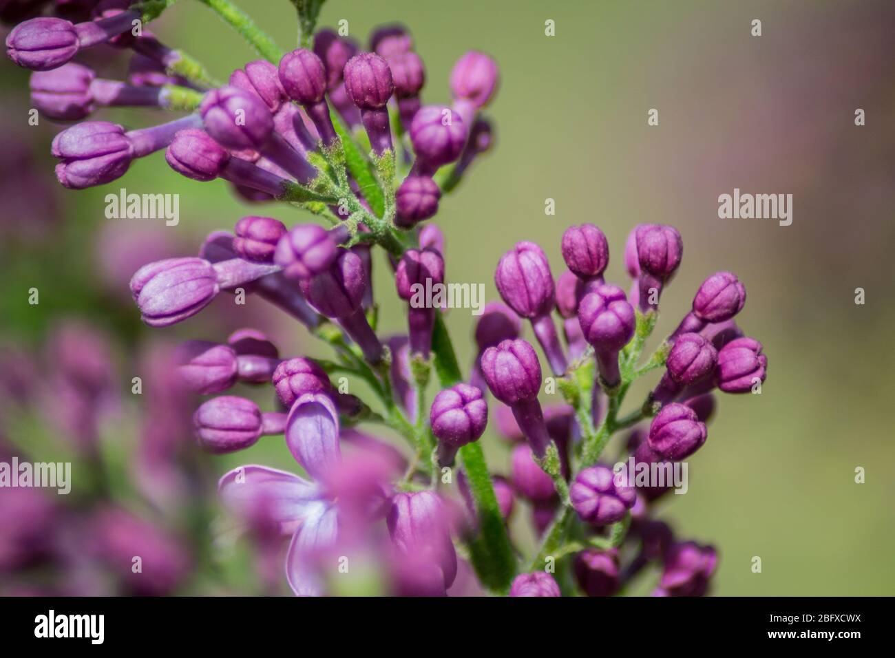 Close-up of purple lilac flower buds in bloom, blossoms in spring ...