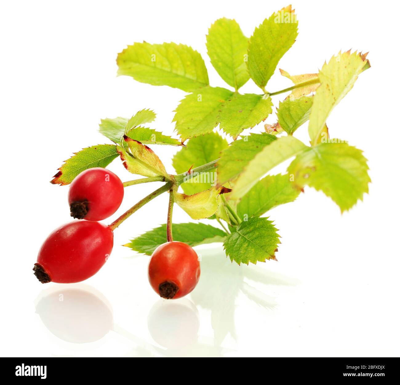 ripe hip roses on branch with leaves, isolated on white Stock Photo - Alamy