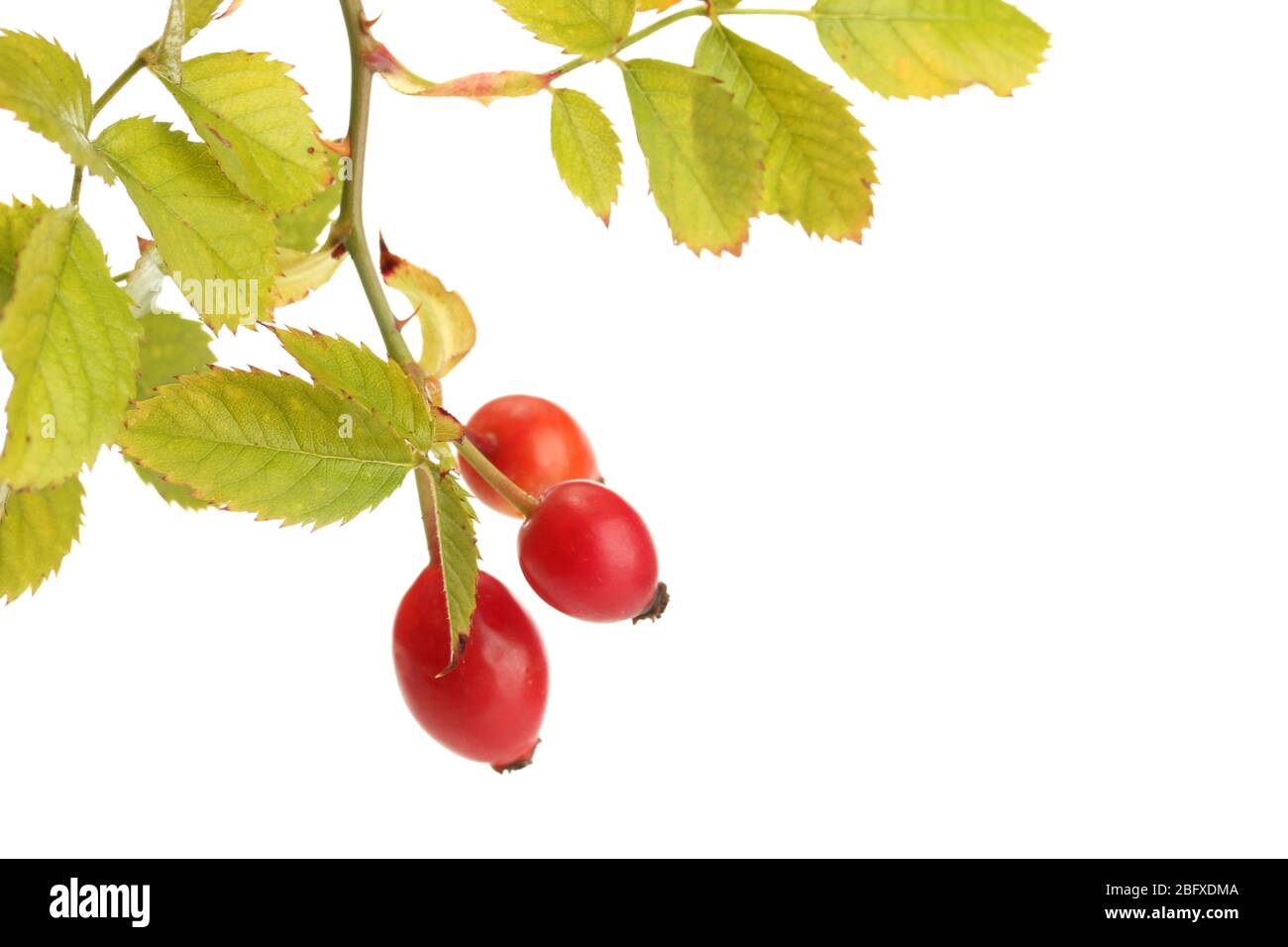 ripe hip roses on branch with leaves, isolated on white Stock Photo - Alamy