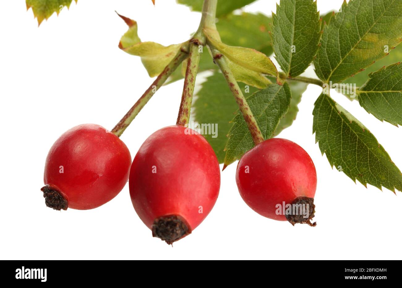 ripe hip roses on branch with leaves, isolated on white Stock Photo - Alamy