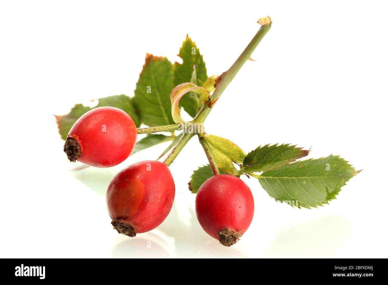 ripe hip roses on branch with leaves, isolated on white Stock Photo - Alamy