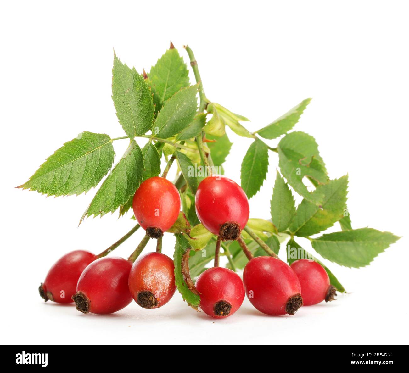 ripe hip roses on branch with leaves, isolated on white Stock Photo - Alamy