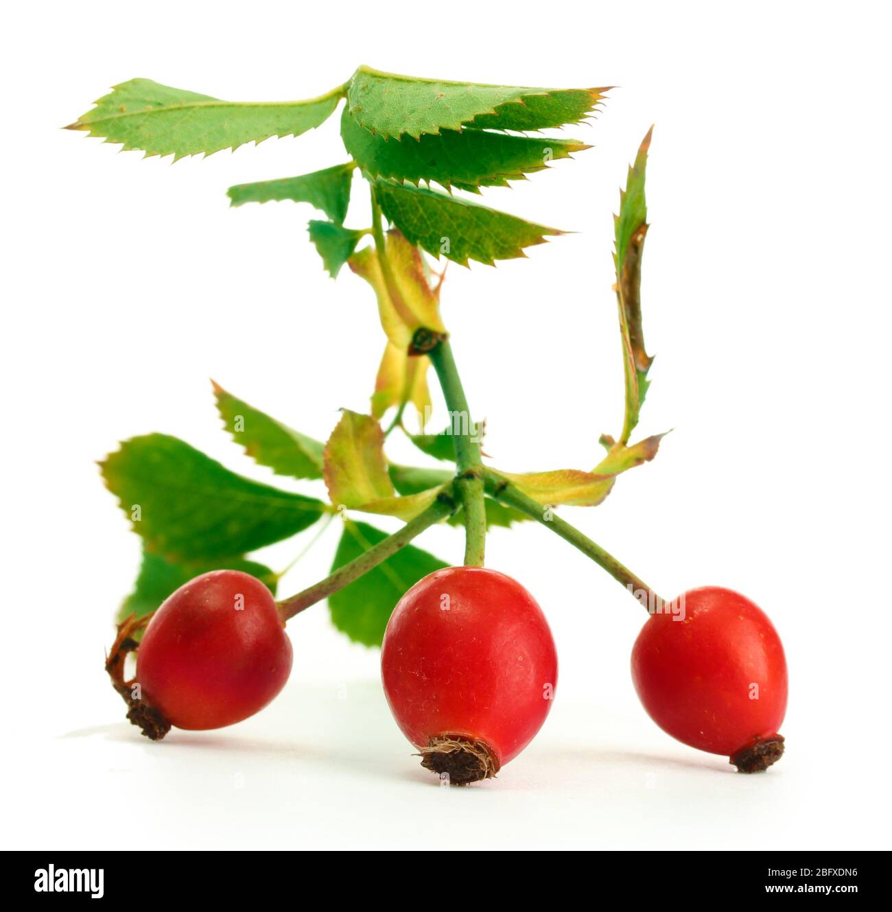 Red rose hips on branch Cut Out Stock Images & Pictures - Alamy