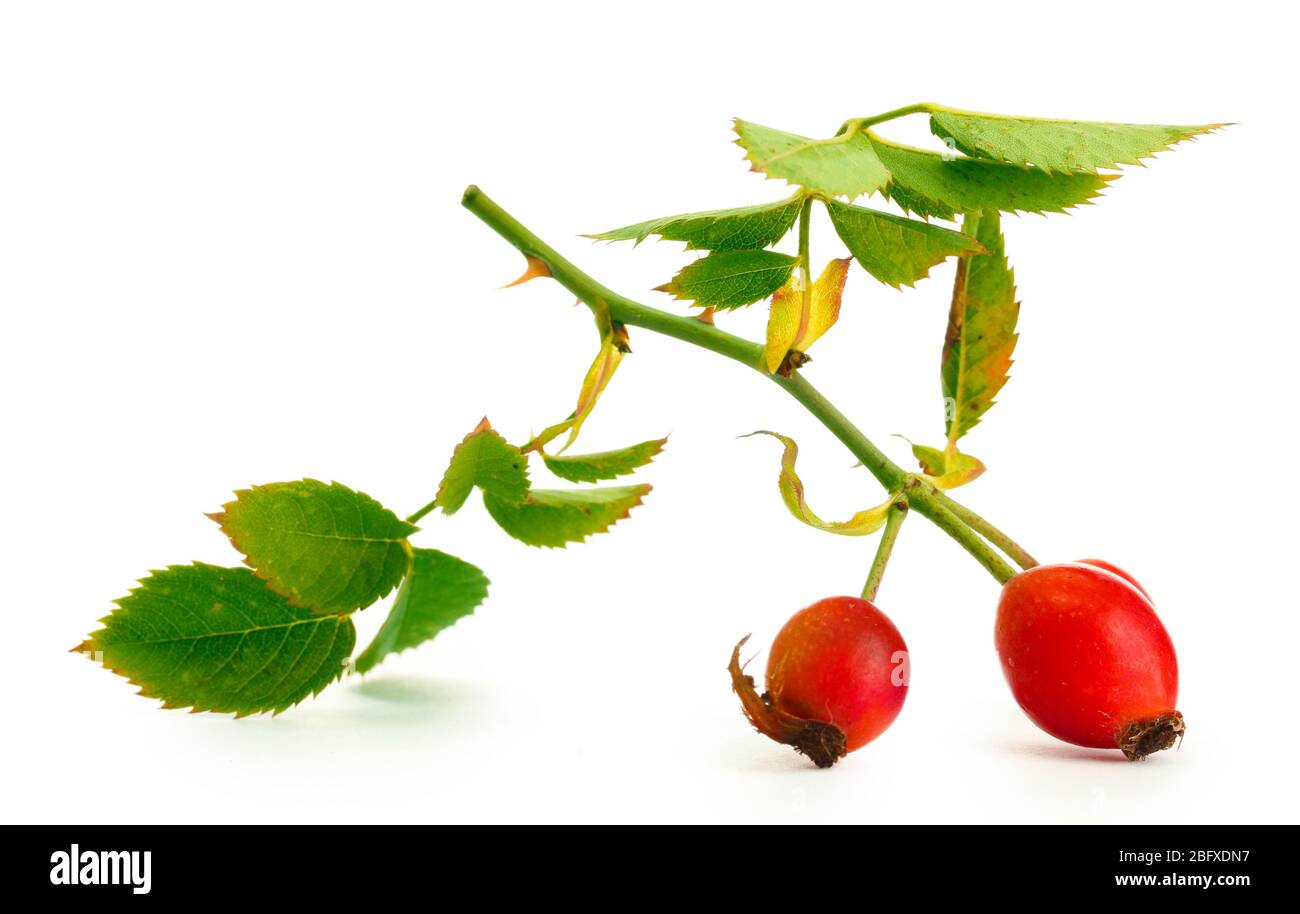 ripe hip roses on branch with leaves, isolated on white Stock Photo - Alamy