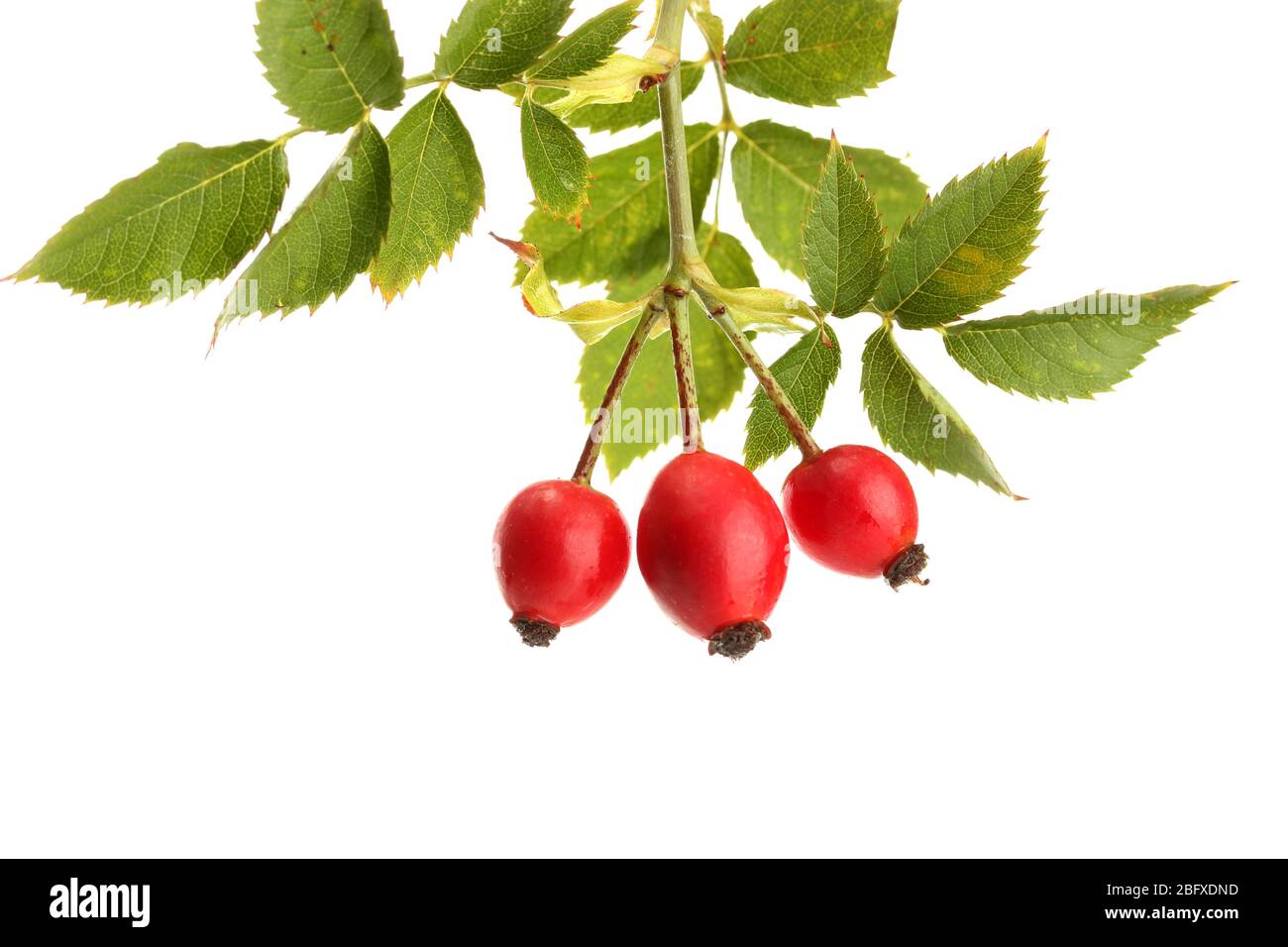 ripe hip roses on branch with leaves, isolated on white Stock Photo - Alamy