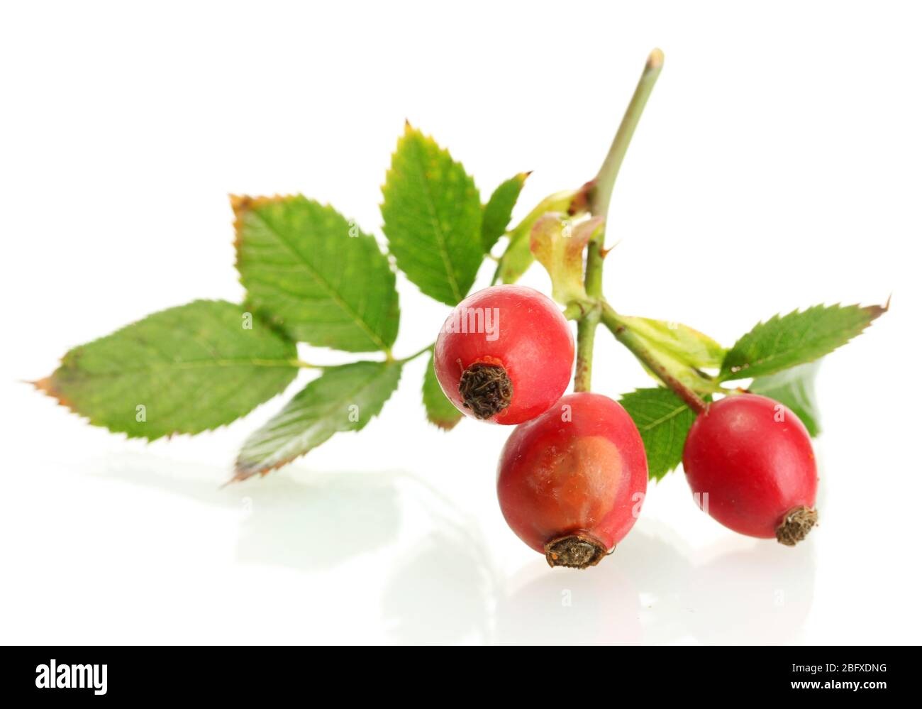 ripe hip roses on branch with leaves, isolated on white Stock Photo - Alamy