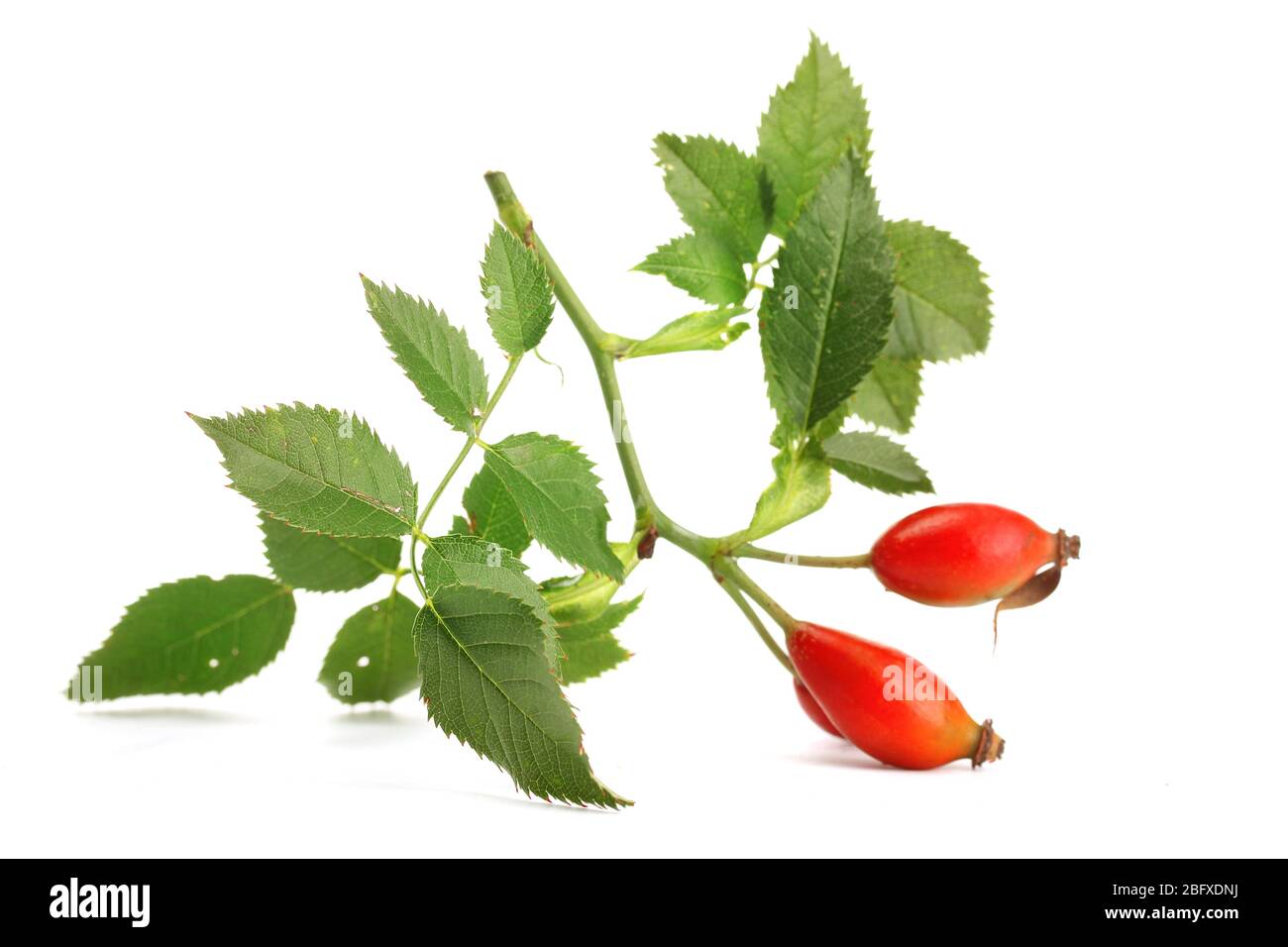 ripe hip roses on branch with leaves, isolated on white Stock Photo - Alamy