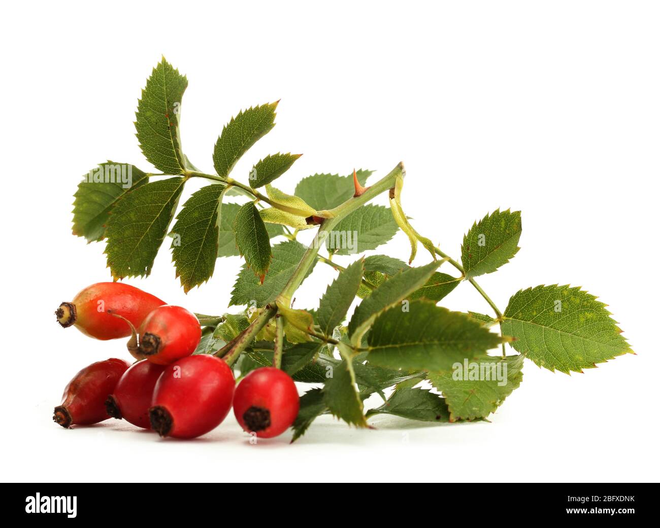 ripe hip roses on branch with leaves, isolated on white Stock Photo - Alamy