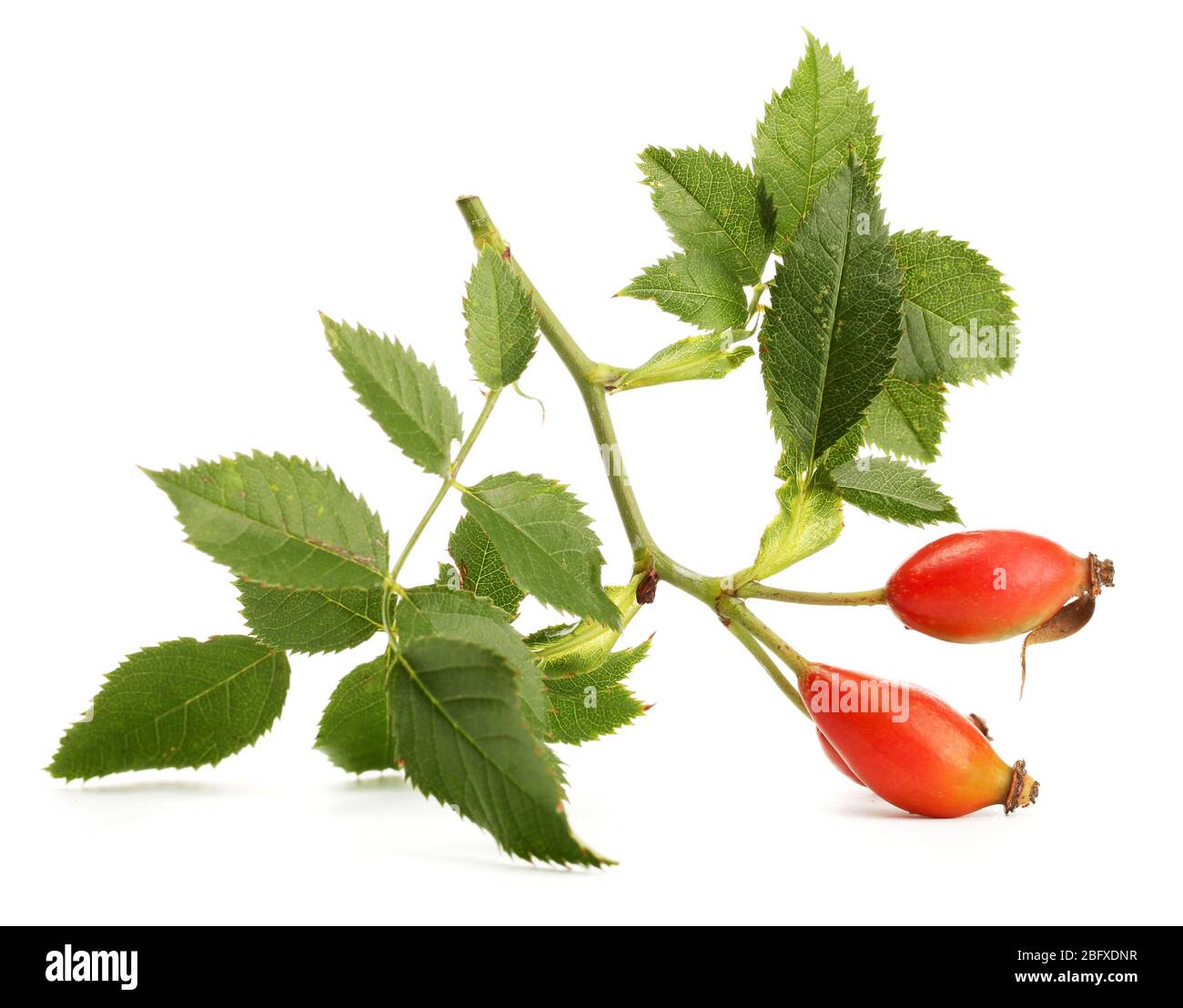 Bright red hips leaves Cut Out Stock Images & Pictures - Alamy