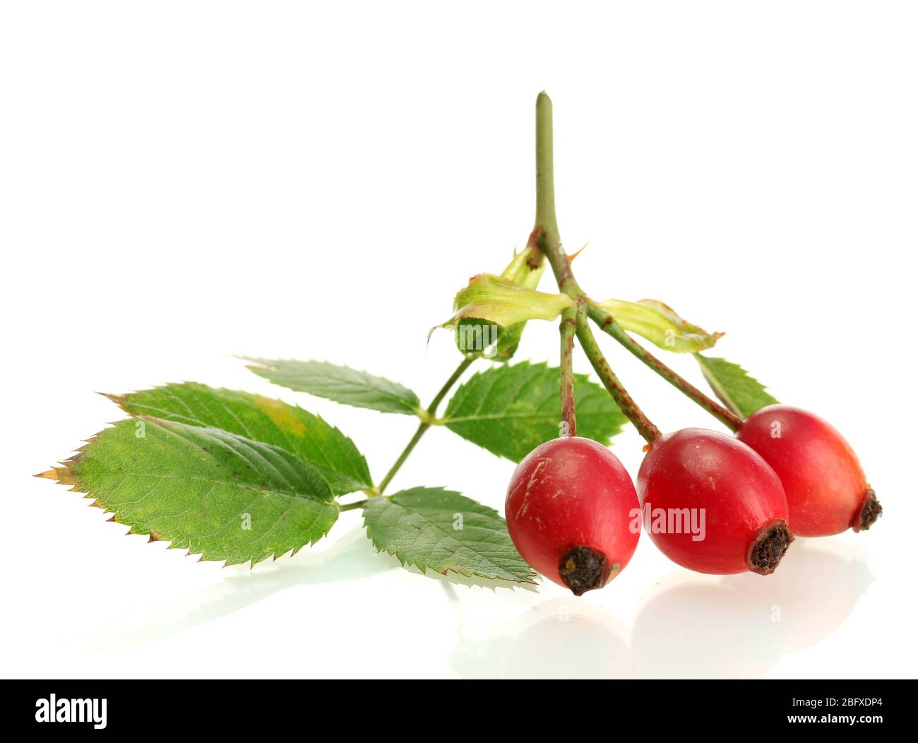 ripe hip roses on branch with leaves, isolated on white Stock Photo - Alamy