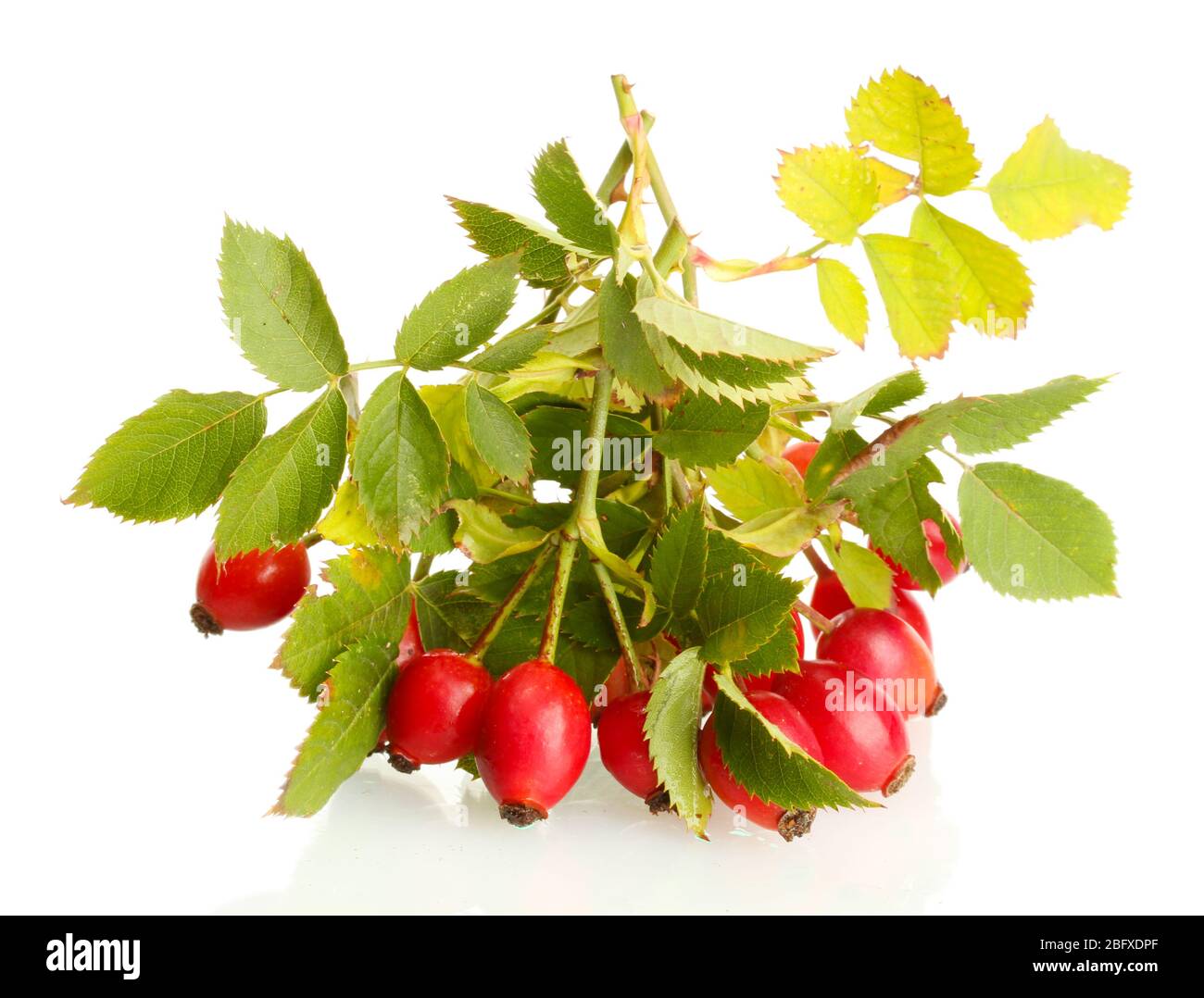 ripe hip roses on branch with leaves, isolated on white Stock Photo - Alamy