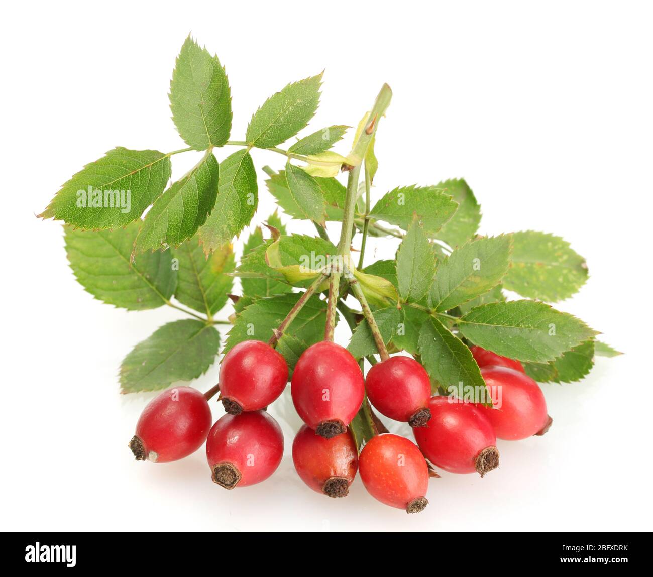 ripe hip roses on branch with leaves, isolated on white Stock Photo - Alamy