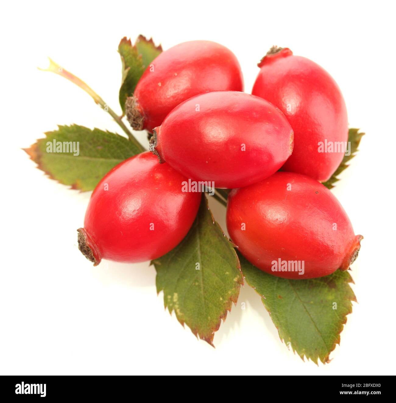 Pile rose hips on hi-res stock photography and images - Alamy