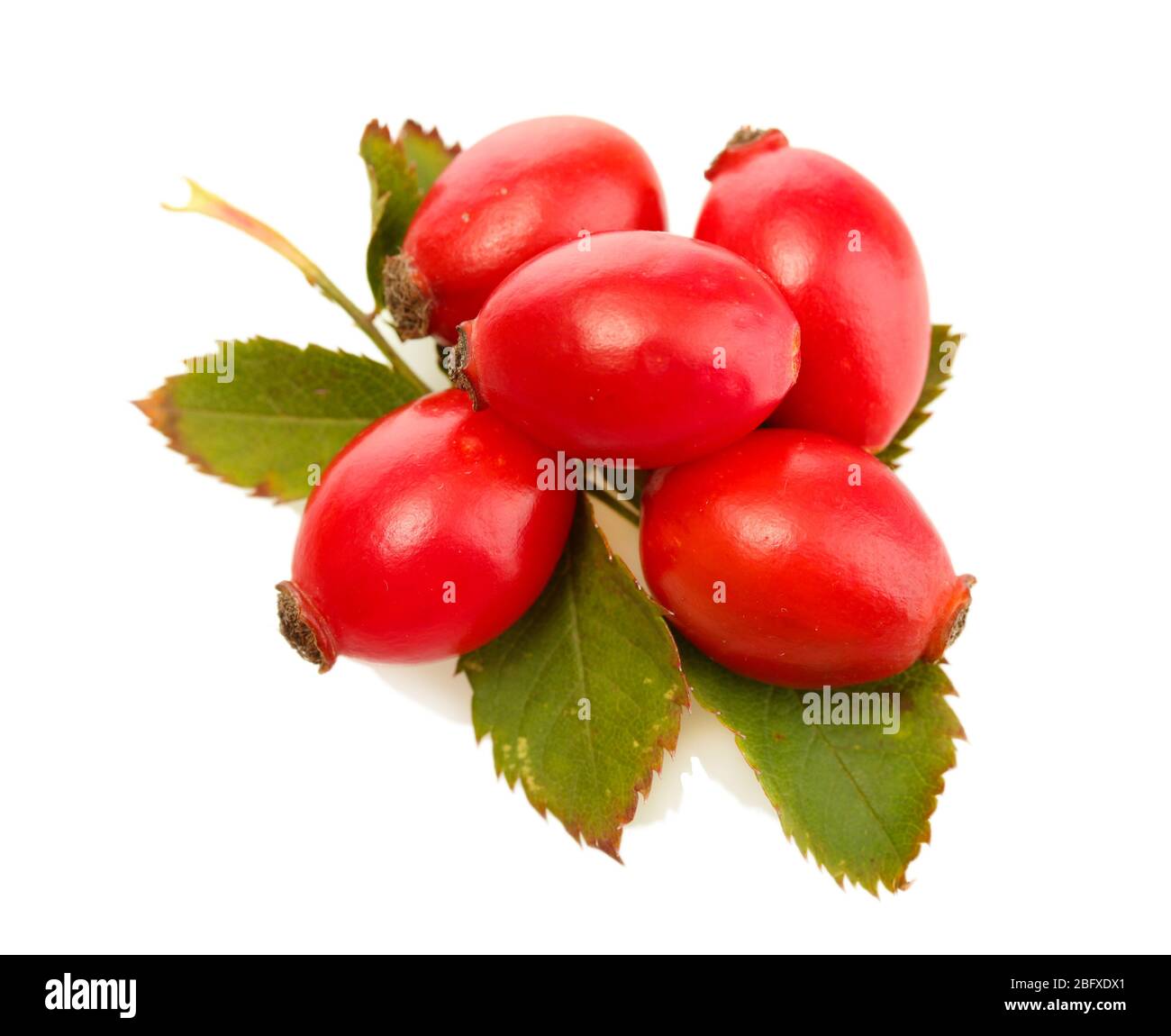 ripe hip roses on green leaves, isolated on white Stock Photo - Alamy