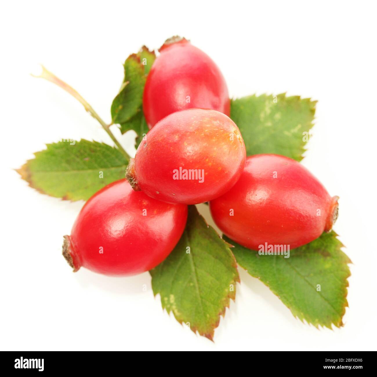 ripe hip roses on green leaves, isolated on white Stock Photo - Alamy