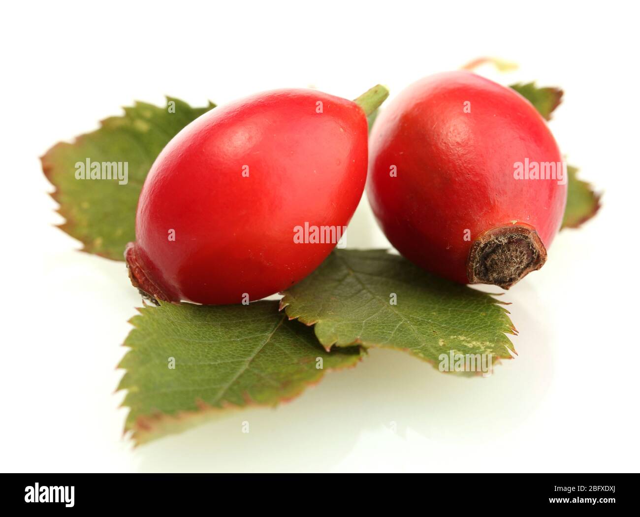 ripe hip roses on green leaves, isolated on white Stock Photo - Alamy