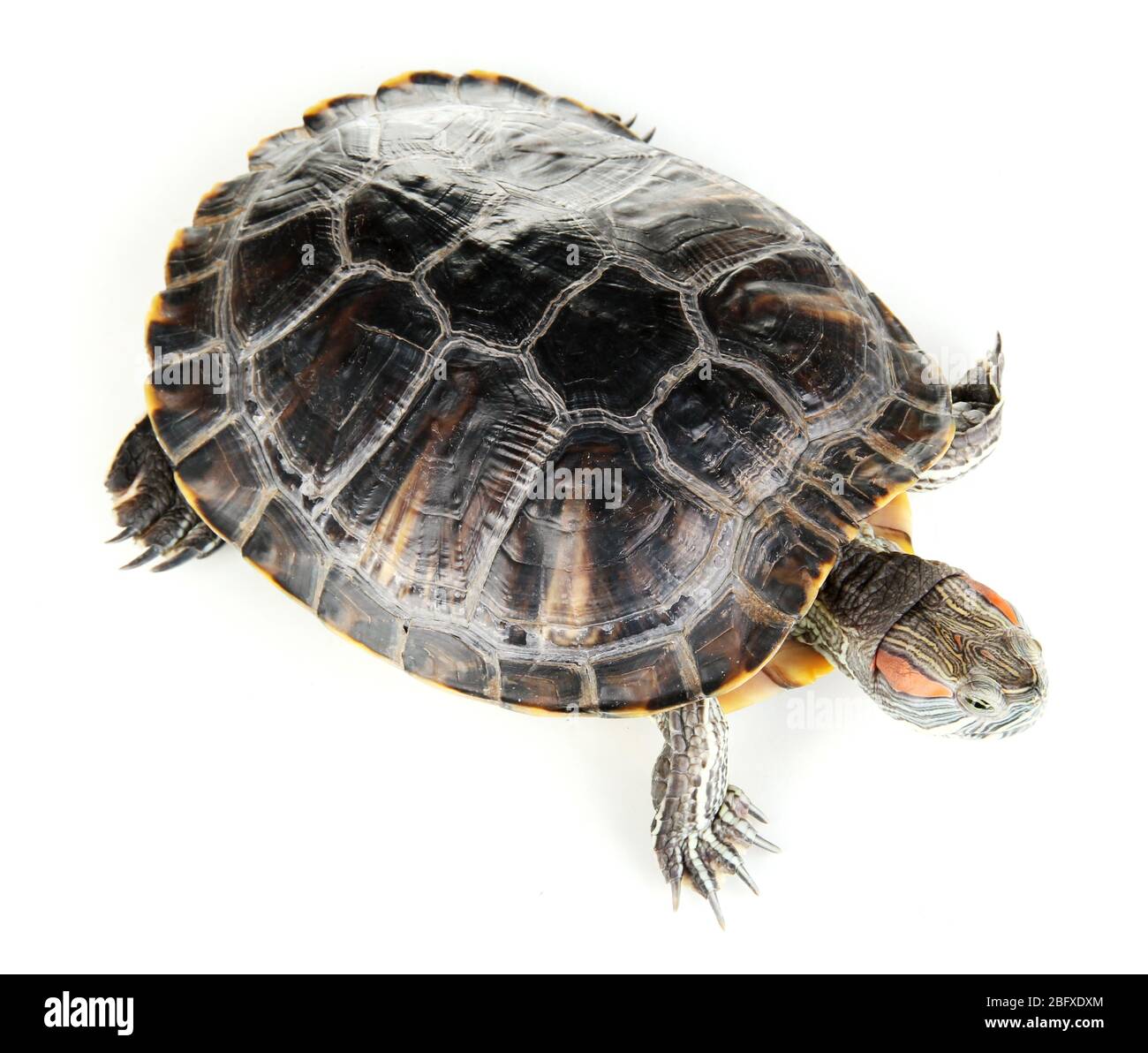 red ear turtle isolated on white Stock Photo - Alamy