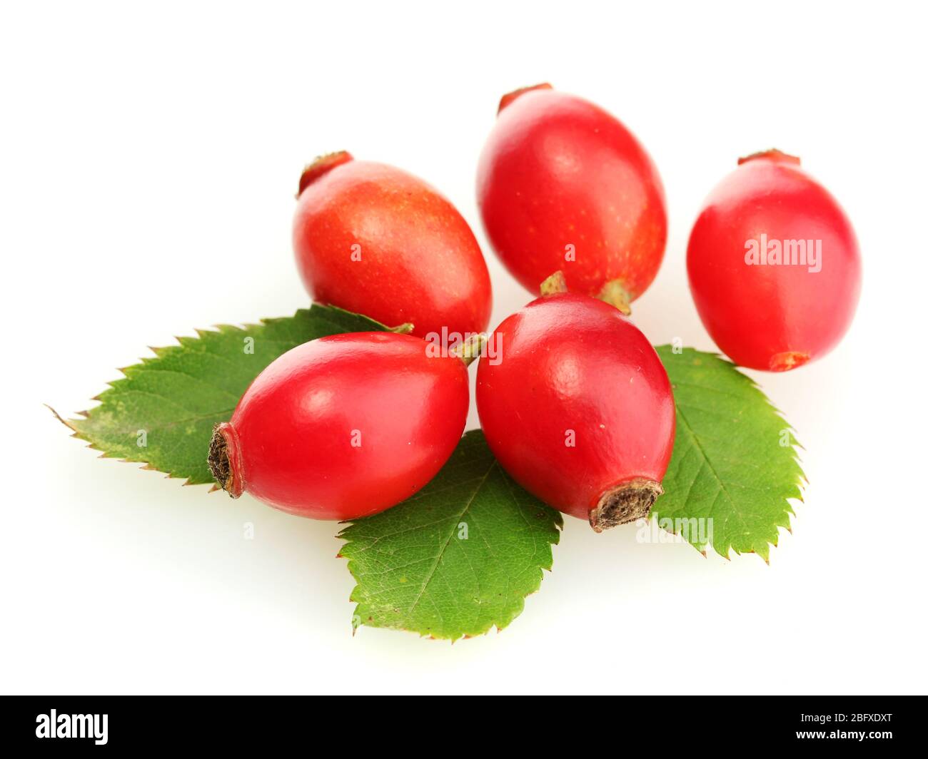 ripe hip roses on green leaves, isolated on white Stock Photo - Alamy