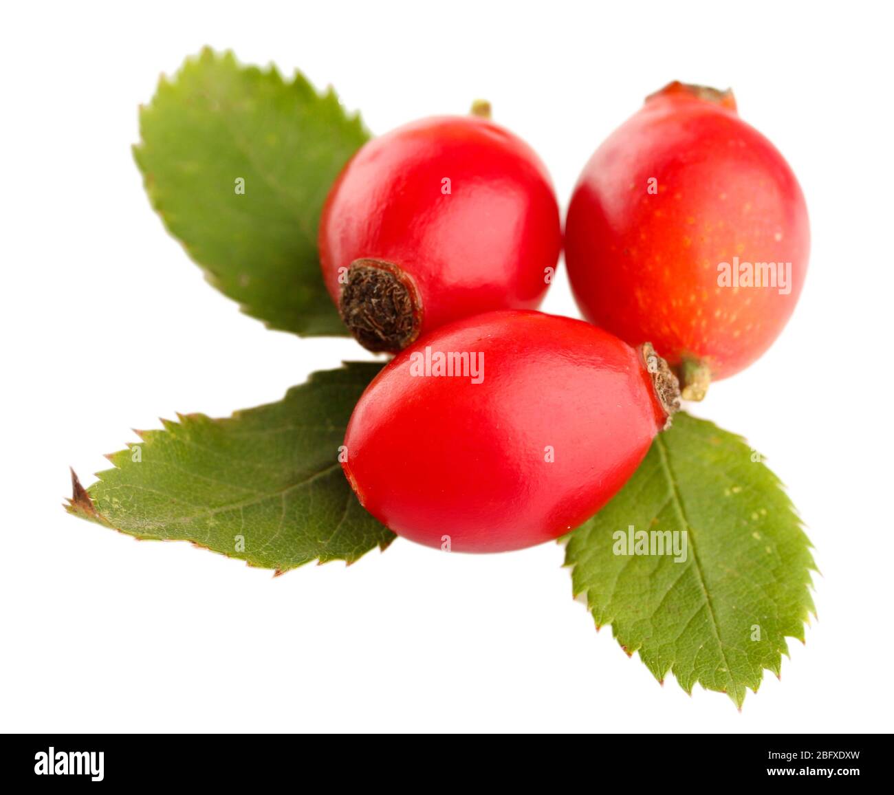 ripe hip roses on green leaves, isolated on white Stock Photo - Alamy