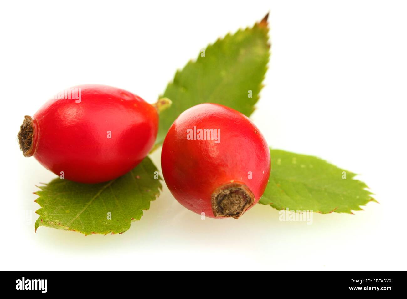 ripe hip roses on green leaves, isolated on white Stock Photo - Alamy