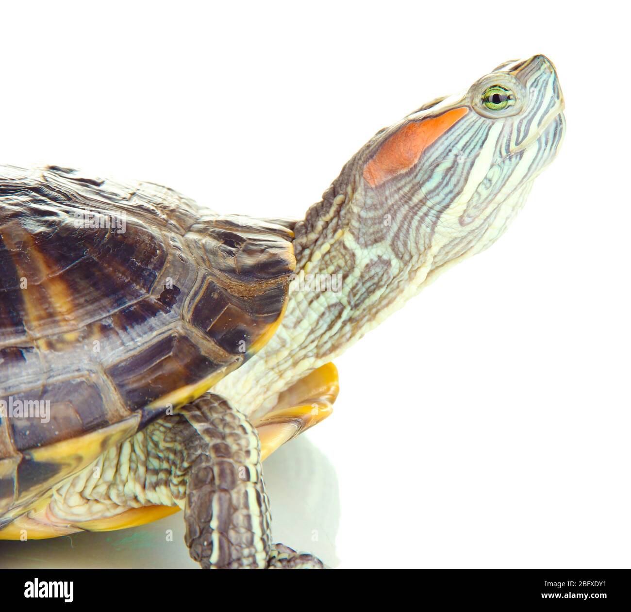 red ear turtle isolated on white Stock Photo - Alamy