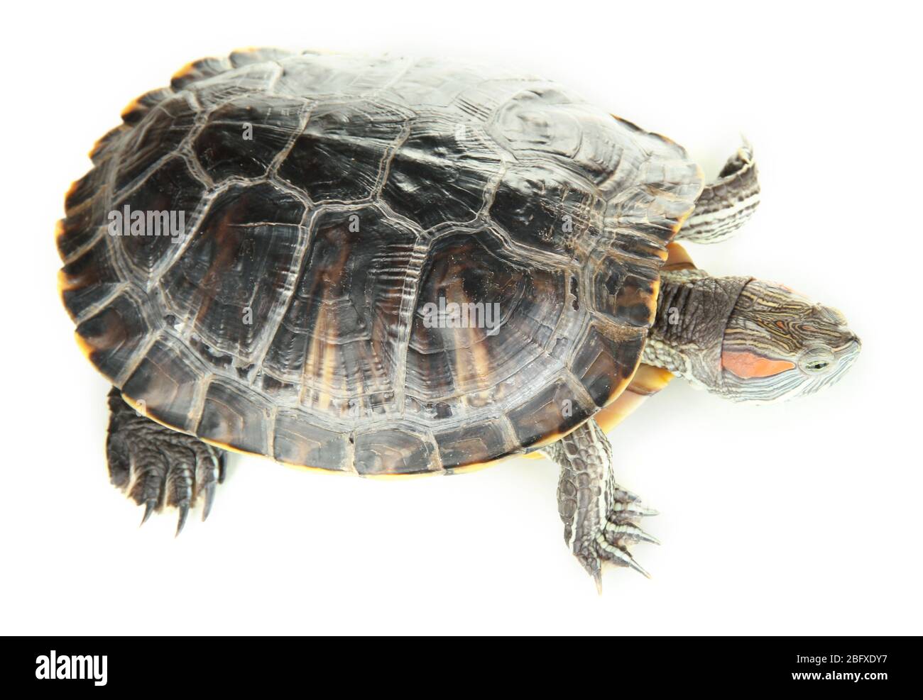 red ear turtle isolated on white Stock Photo - Alamy