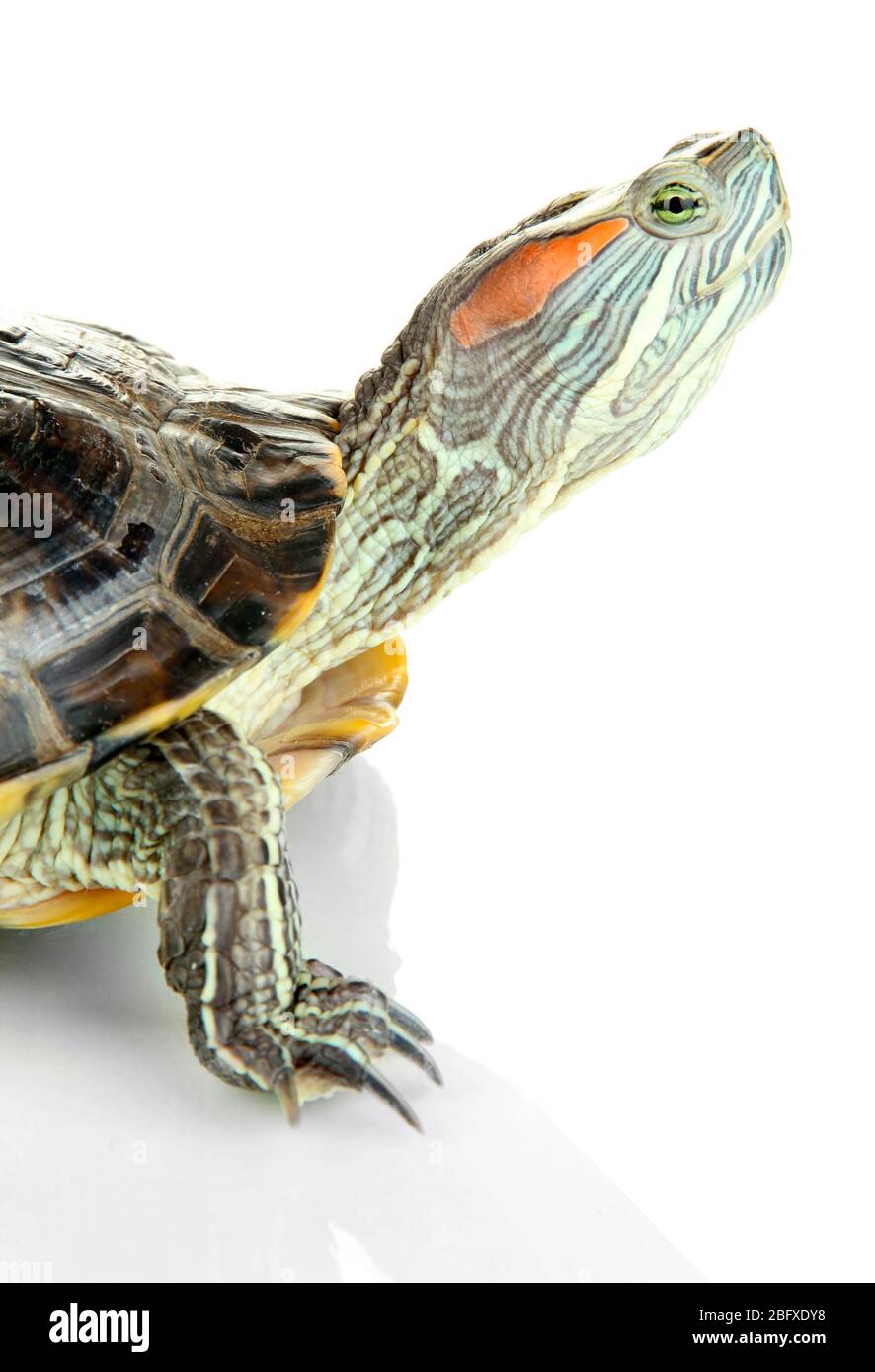red ear turtle isolated on white Stock Photo - Alamy