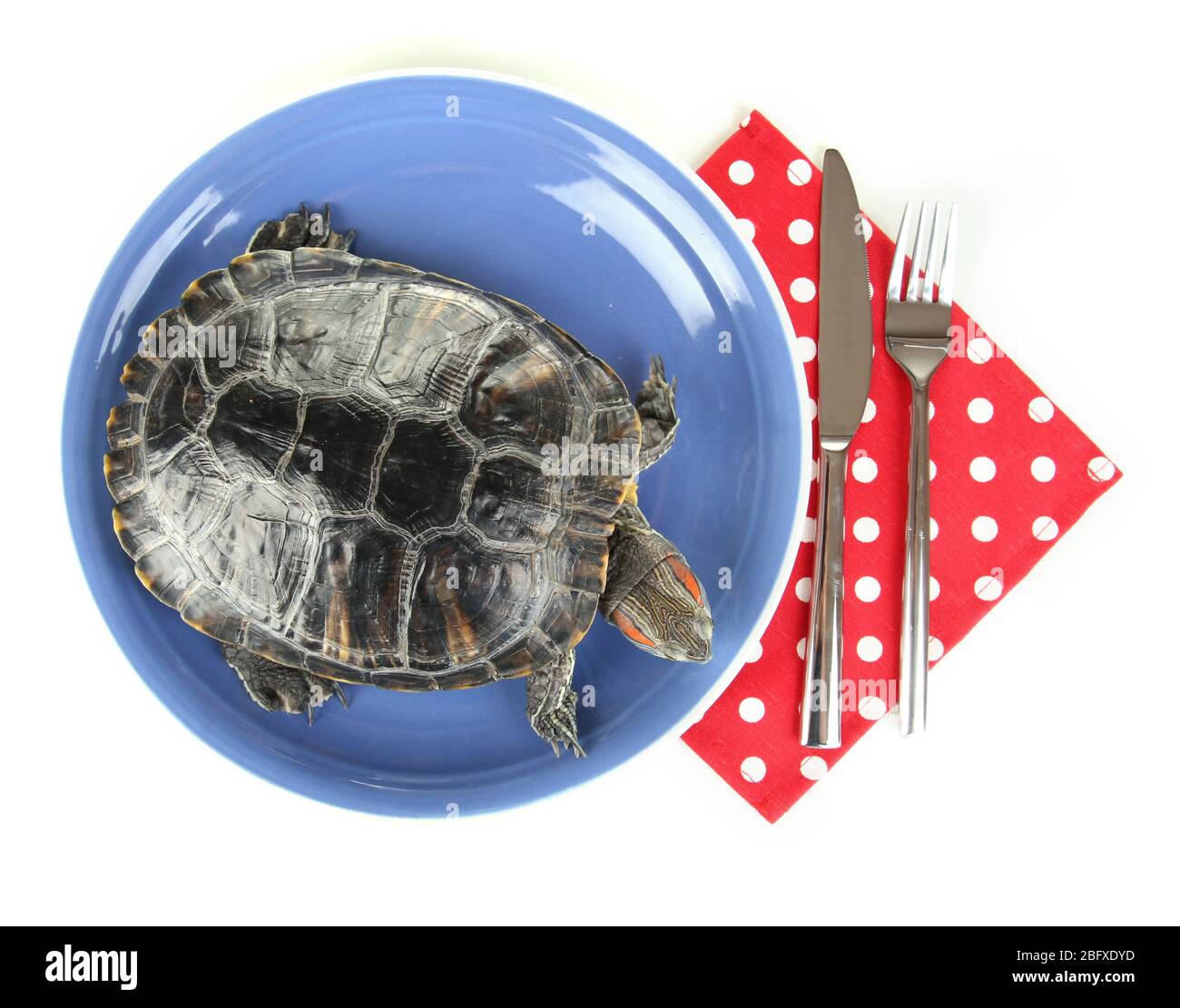 Turtle exoskeleton Cut Out Stock Images & Pictures - Alamy