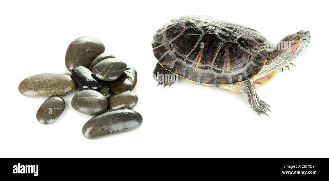 red ear turtle isolated on white Stock Photo - Alamy