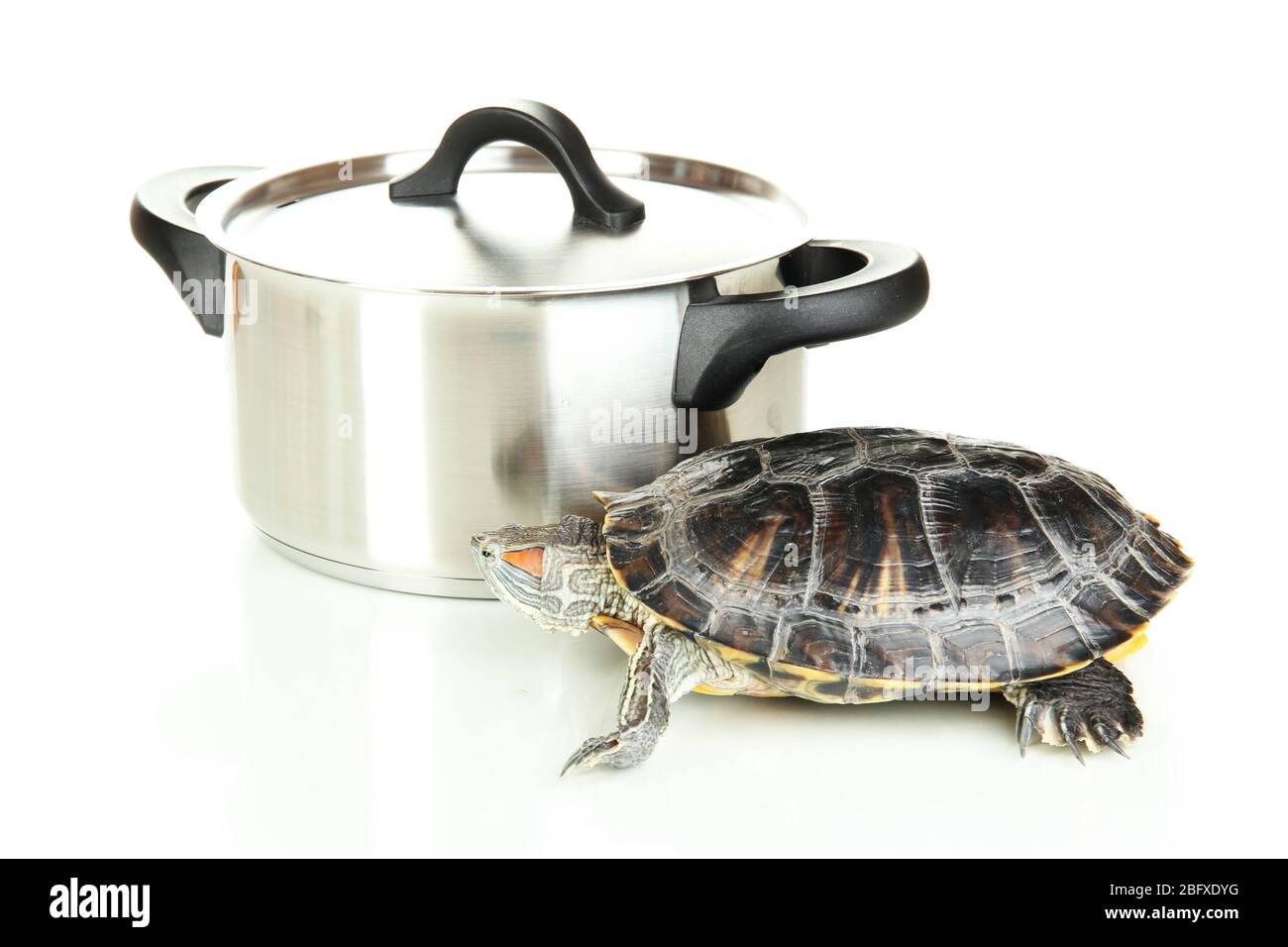 red ear turtle in pan isolated on white Stock Photo - Alamy