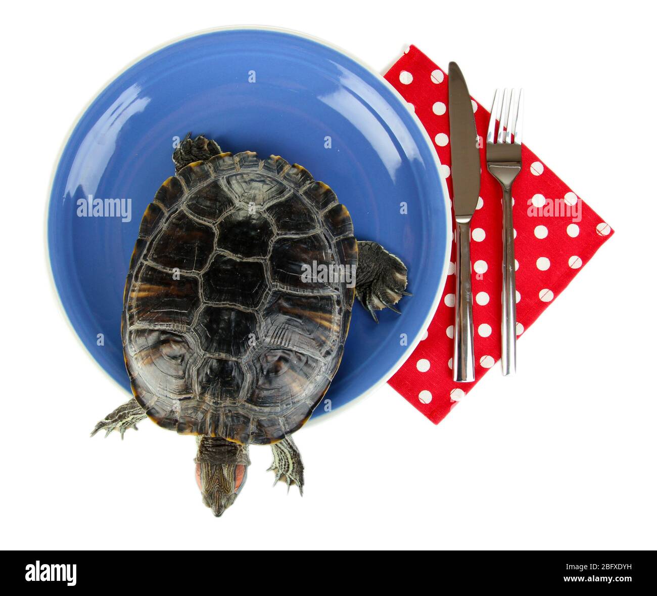 Turtle exoskeleton Cut Out Stock Images & Pictures - Alamy