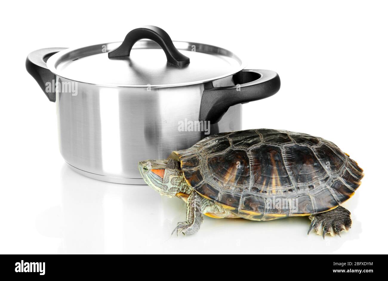 Turtle water in nature background Cut Out Stock Images & Pictures - Alamy