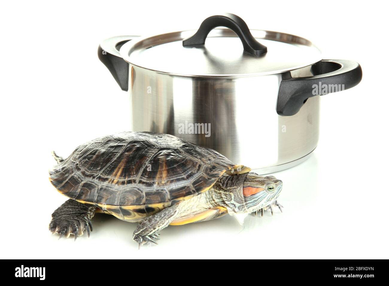 red ear turtle in pan isolated on white Stock Photo - Alamy